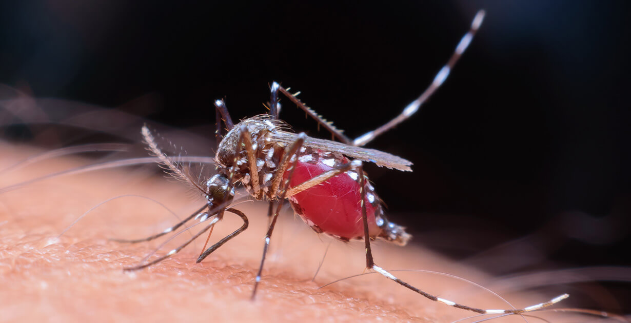 ¿Que es el sika? – Mosquitan